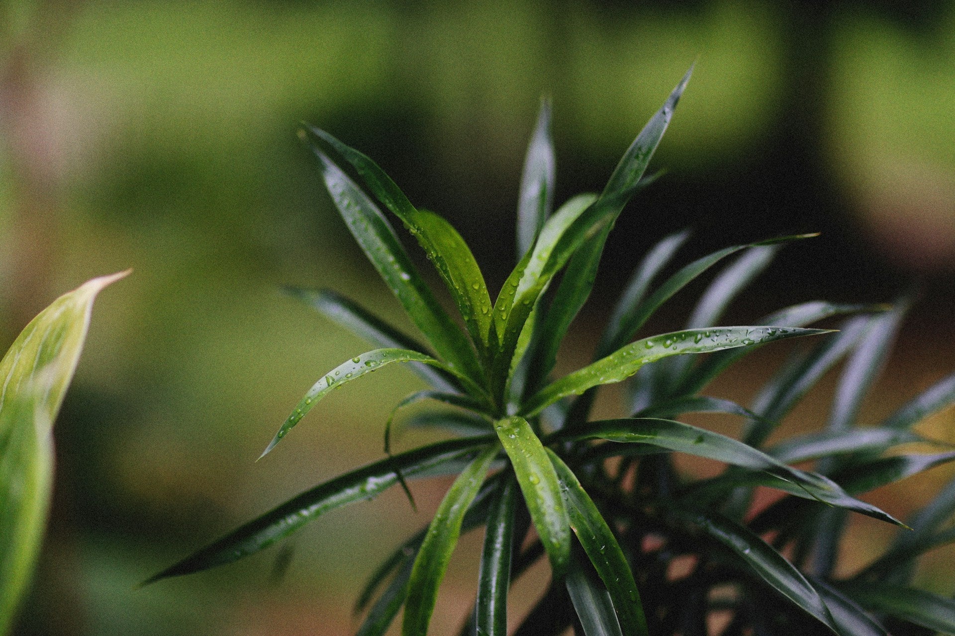The next generation of design – Plantza - Gardening & Houseplants ...