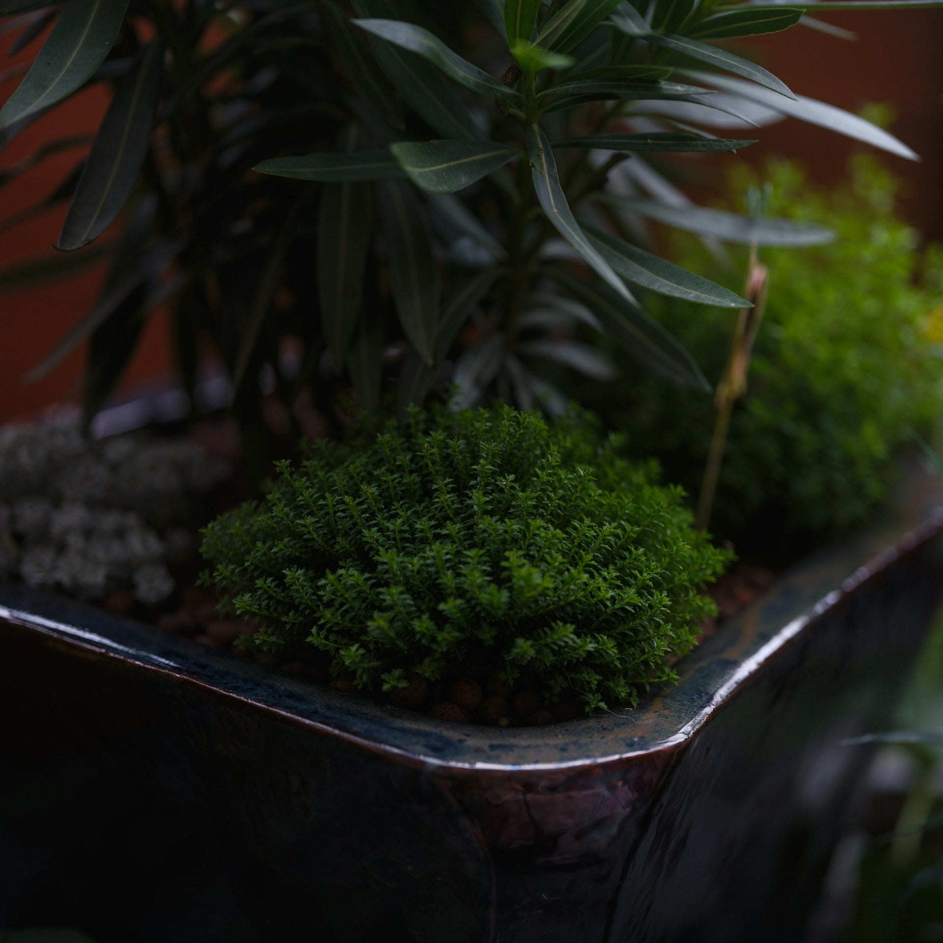 Unlock the Full Potential of Collection – Plantza - Gardening ...