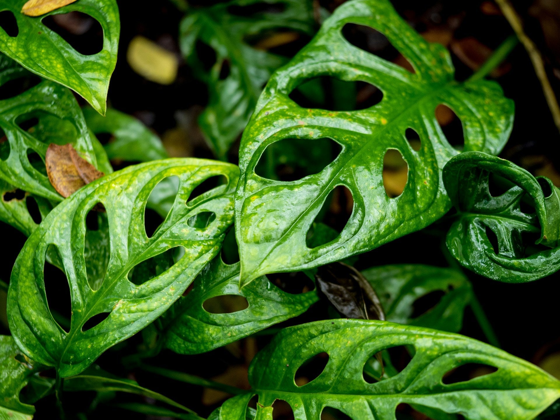 Real Stories, Real Impact – Plantza - Gardening & Houseplants Shopify Theme