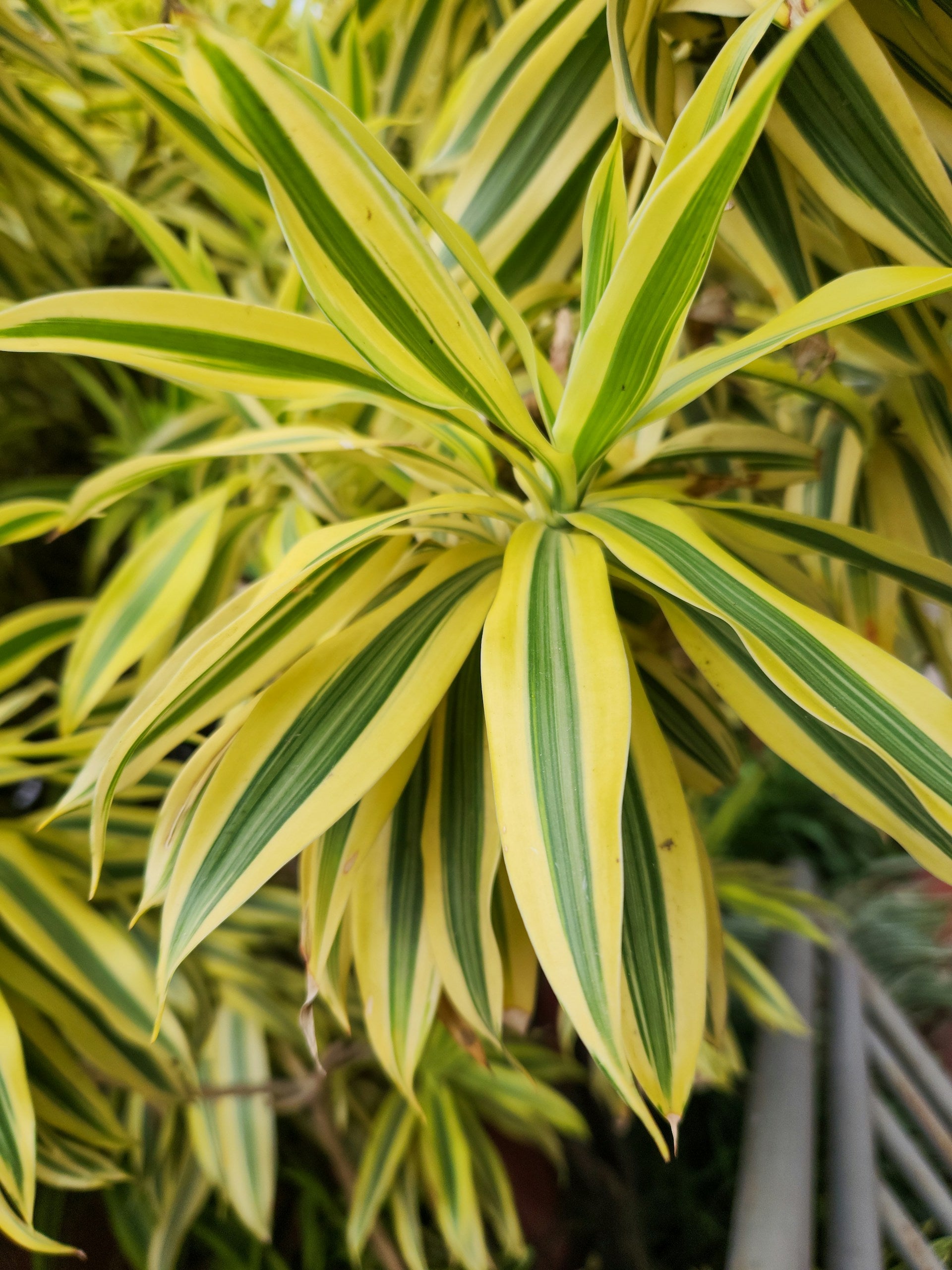 Everything You Didn't Know About Yourself – Plantza - Gardening ...